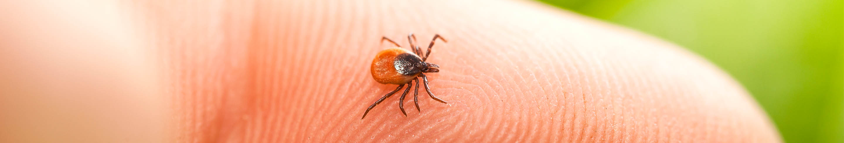 Piqûre de tique : dangers, symptômes et prévention | Redcare Apotheke